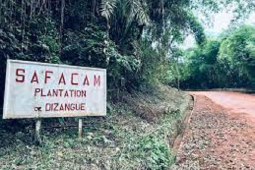 Agroalimentaire: la Safacam réalise un bénéfice de 612, 54 millions de ...